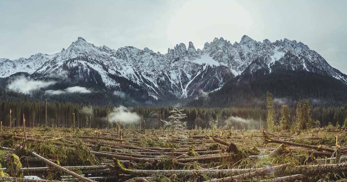 La memoria di Vaia | Il Bo Live